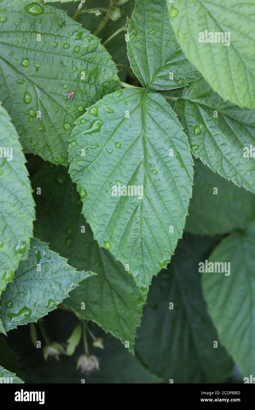 A red raspberry, Rubus idaeus, plant growing in the backyard organic ...