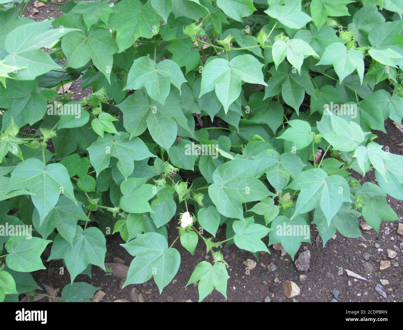 Green cotton field in India with flowers, Close-up of a ready for ...