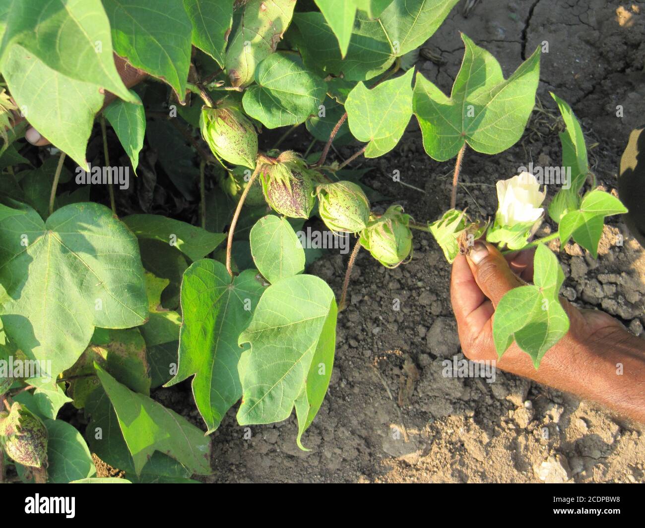 India cotton field hi-res stock photography and images - Alamy