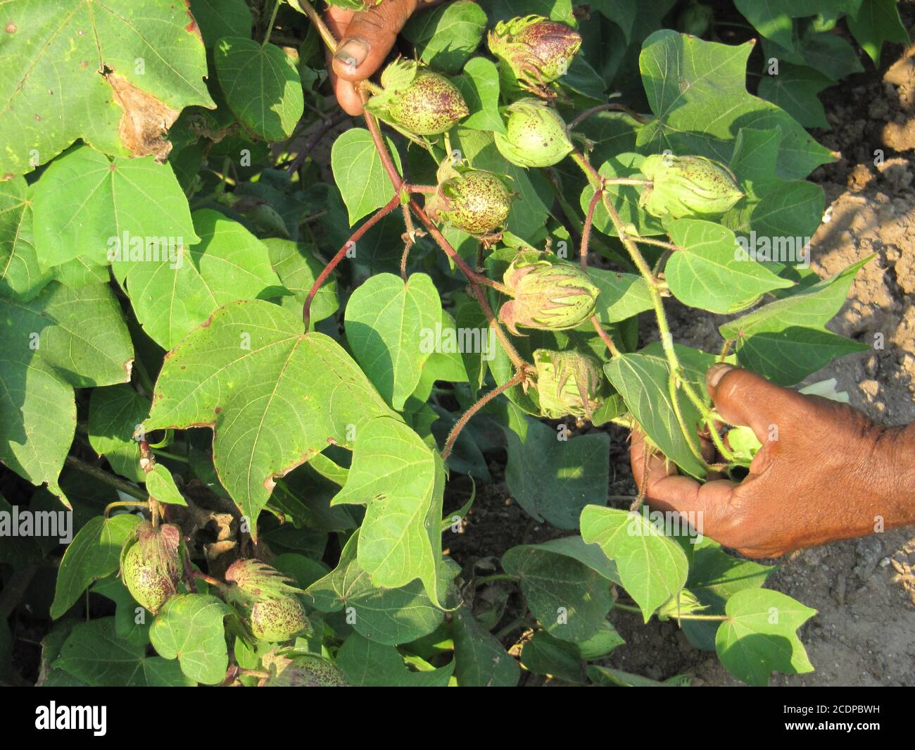 Green cotton field in India with flowers, Close-up of a ready for ...