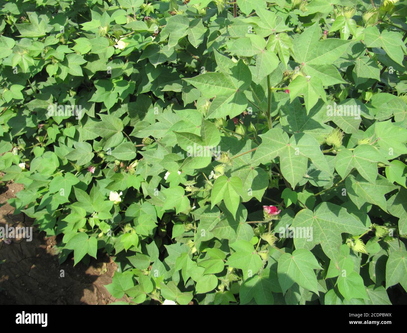 Green cotton field in India with flowers, Close-up of a ready for ...