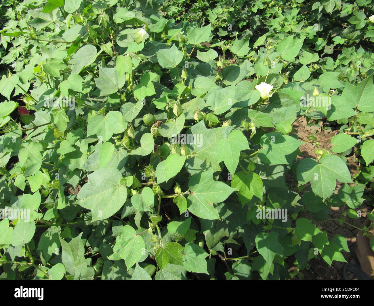 Green cotton field in India with flowers, Close-up of a ready for ...