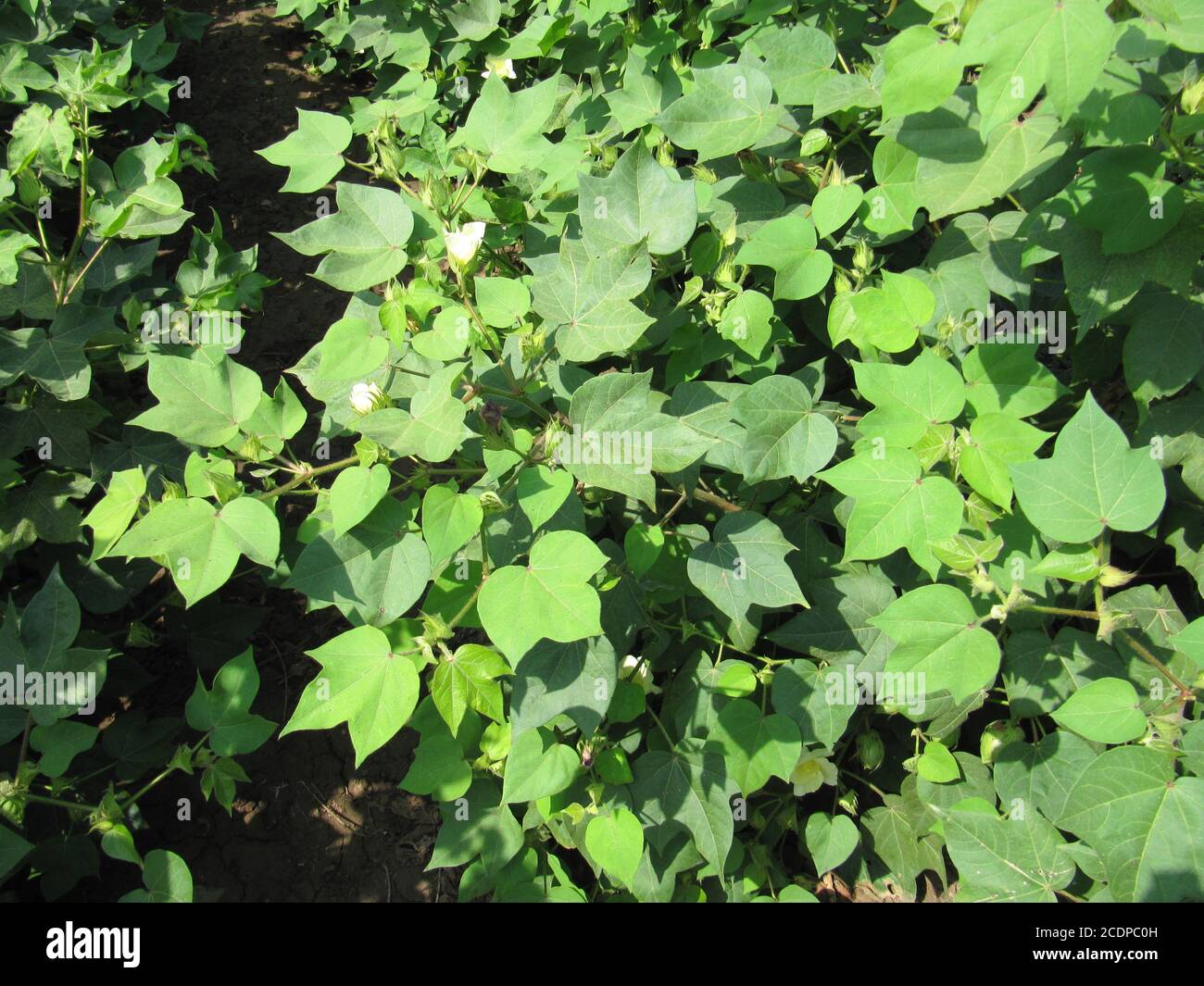 Green cotton field in India with flowers, Close-up of a ready for ...