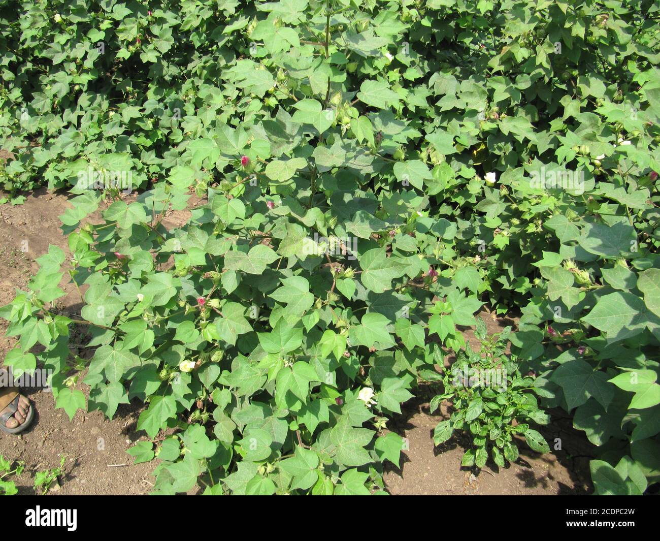 Green cotton field in India with flowers, Close-up of a ready for ...