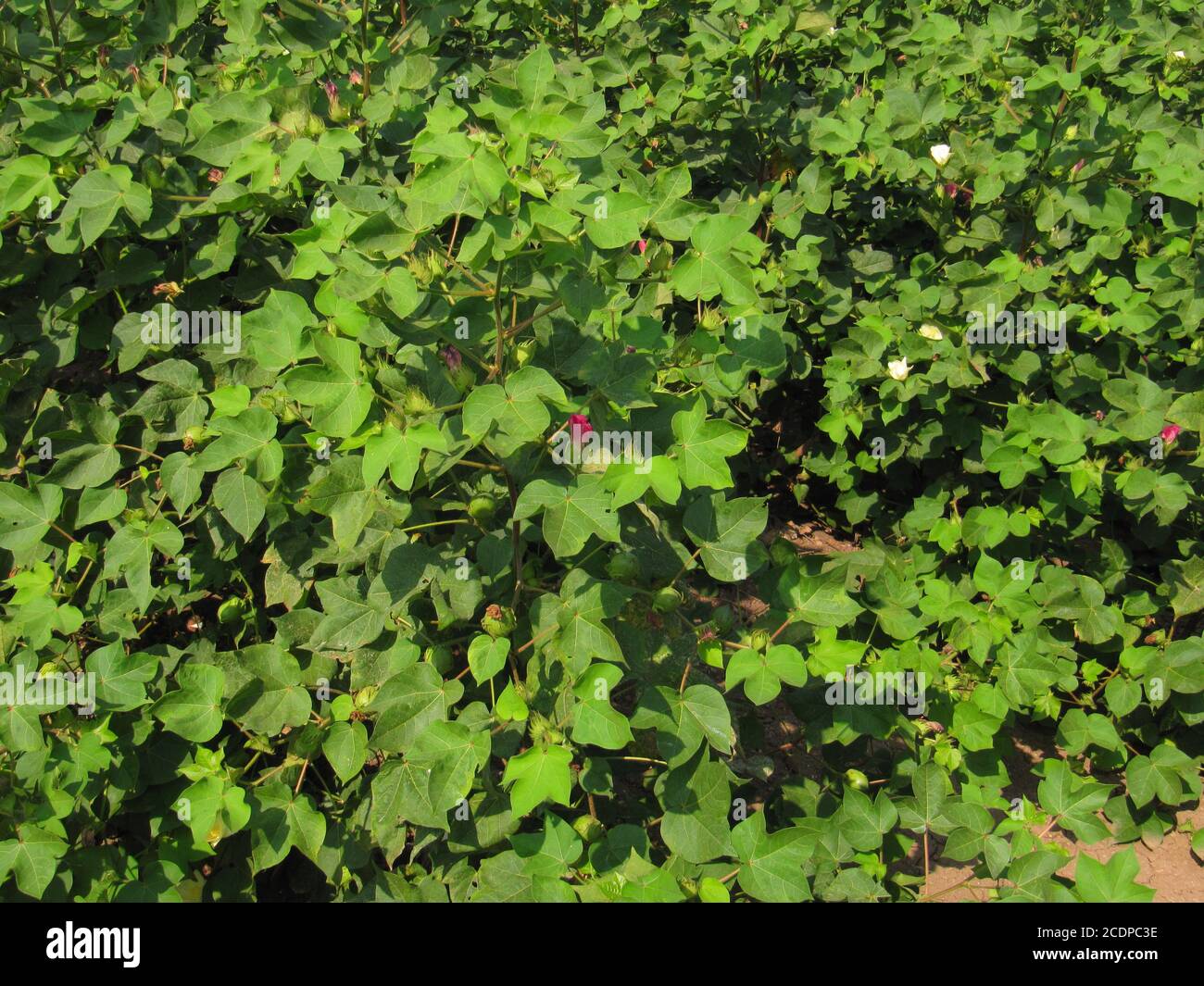 Green cotton field in India with flowers, Close-up of a ready for ...
