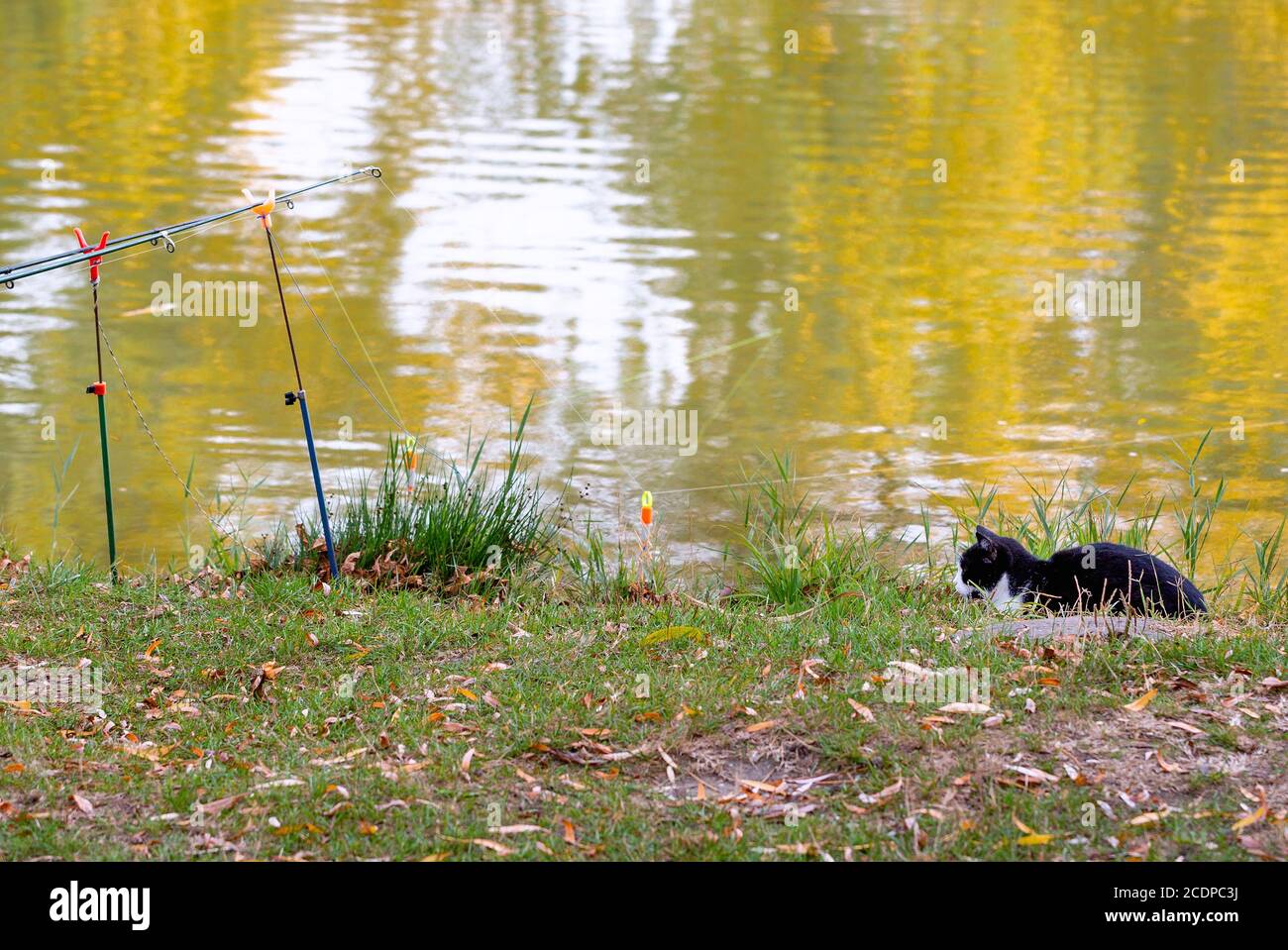 Black and white cat sitting on the lake shore near fishing rods. Cat ...