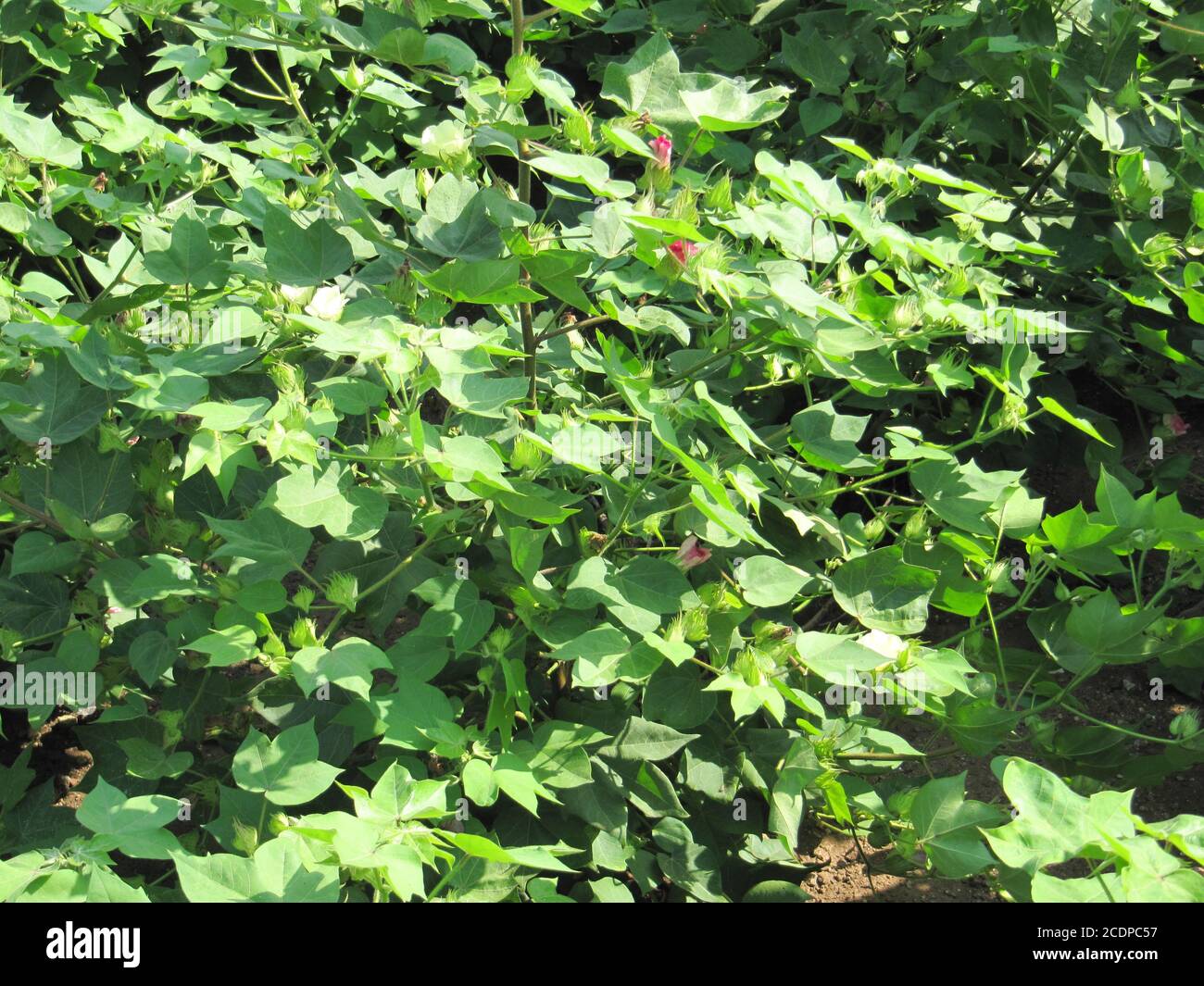 Green cotton field in India with flowers, Close-up of a ready for ...