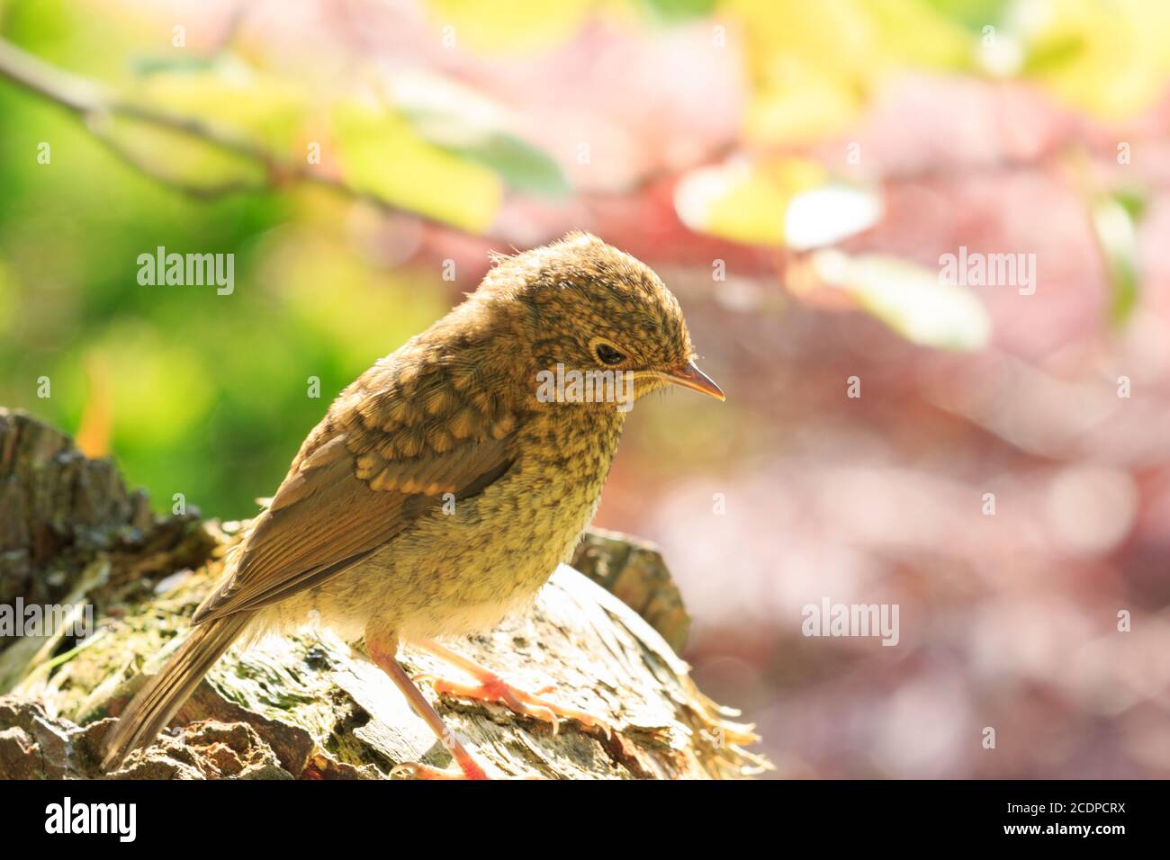 Spotted juvenile robin standing on a wood log, Harrogate, North ...