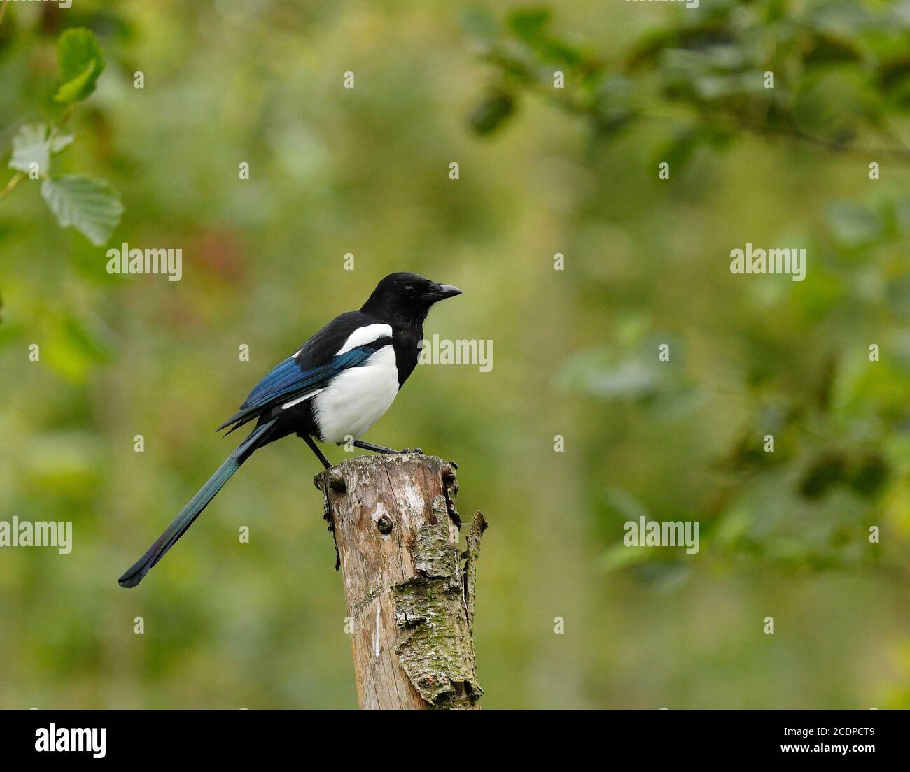 Magpie iridescent hi-res stock photography and images - Alamy