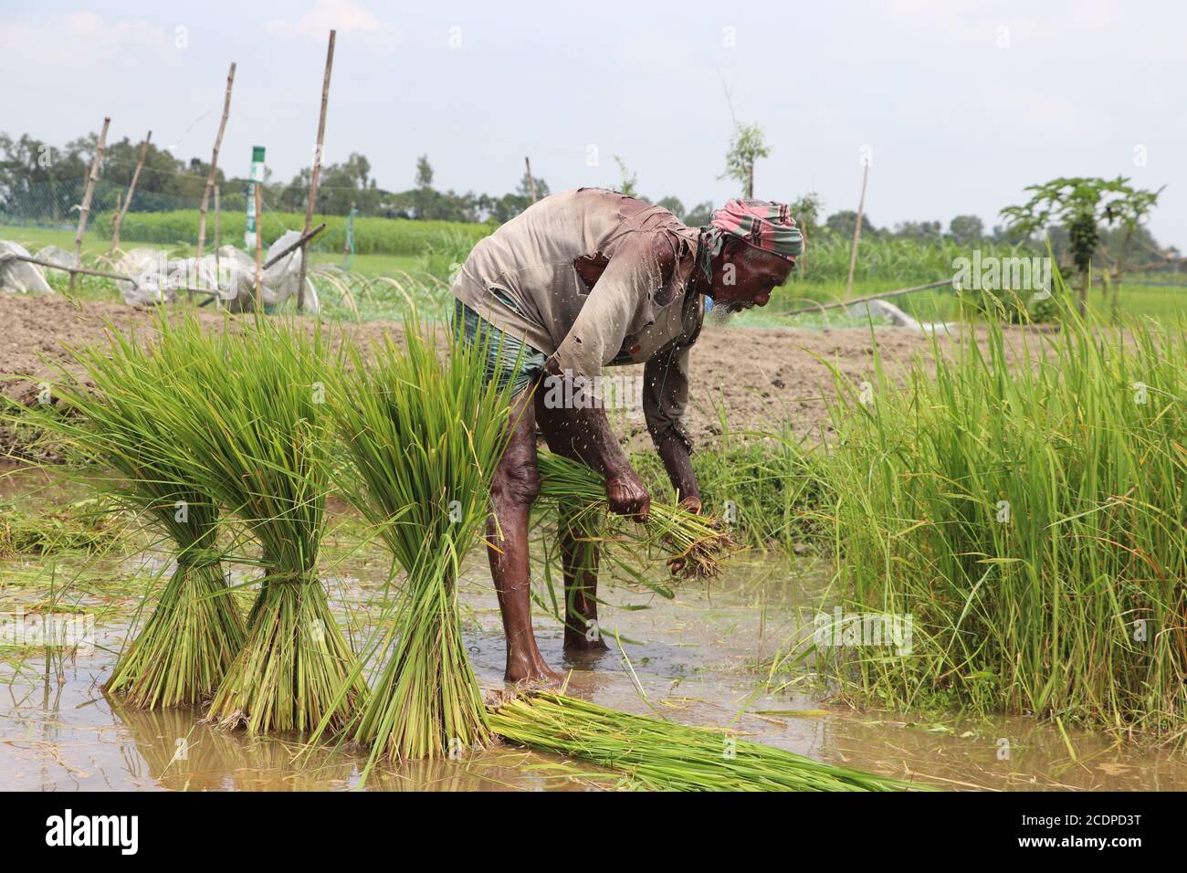 Paddy seedbed hi-res stock photography and images - Alamy