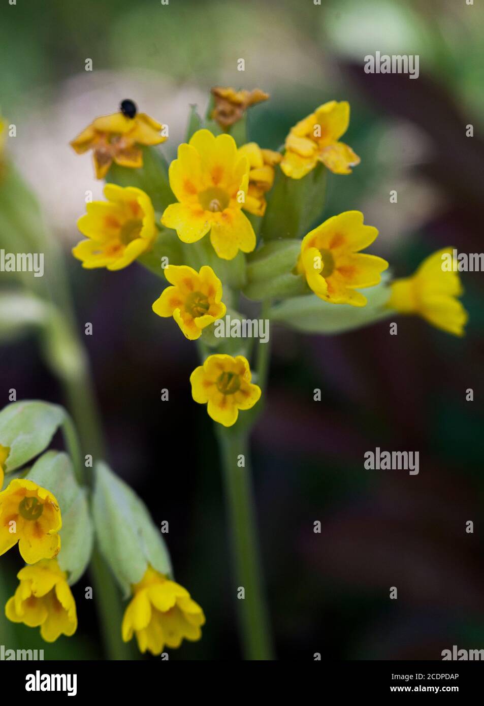 PRIMULA VERIS Cowslip primrose Stock Photo - Alamy