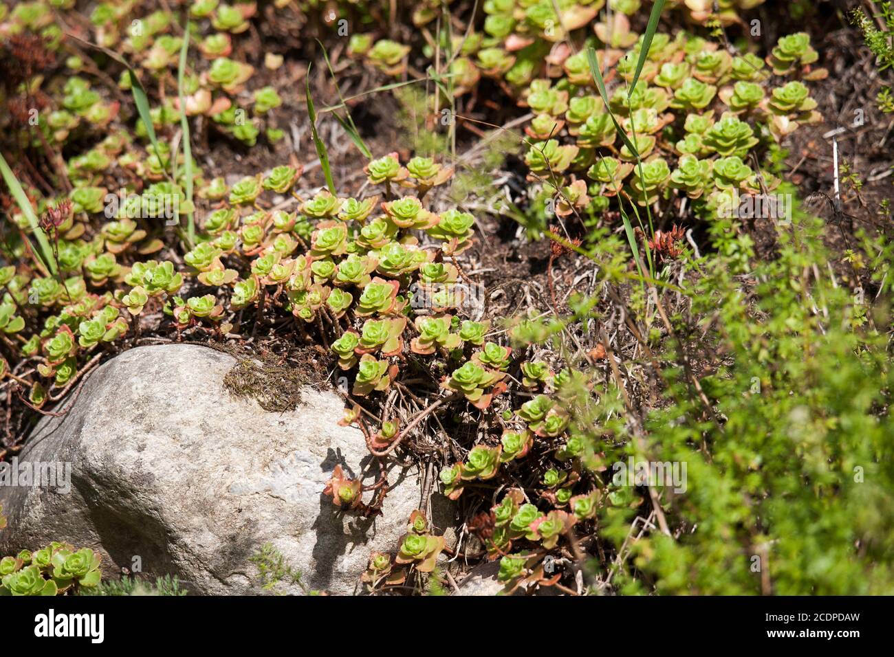 SEDUM SPURIUM Phedimus Spurius Stock Photo - Alamy