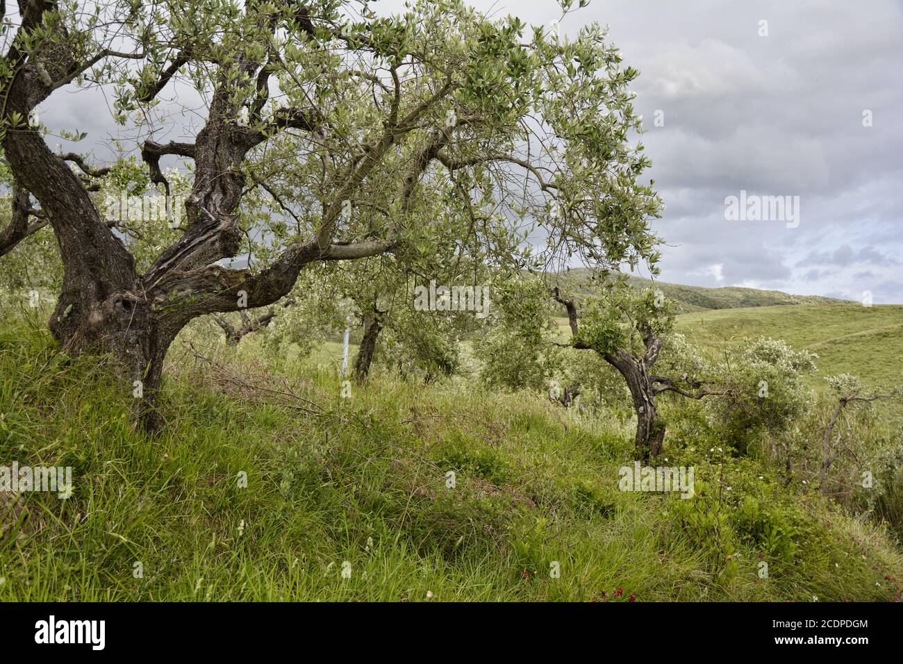 Tuscan landscapes hi-res stock photography and images - Alamy