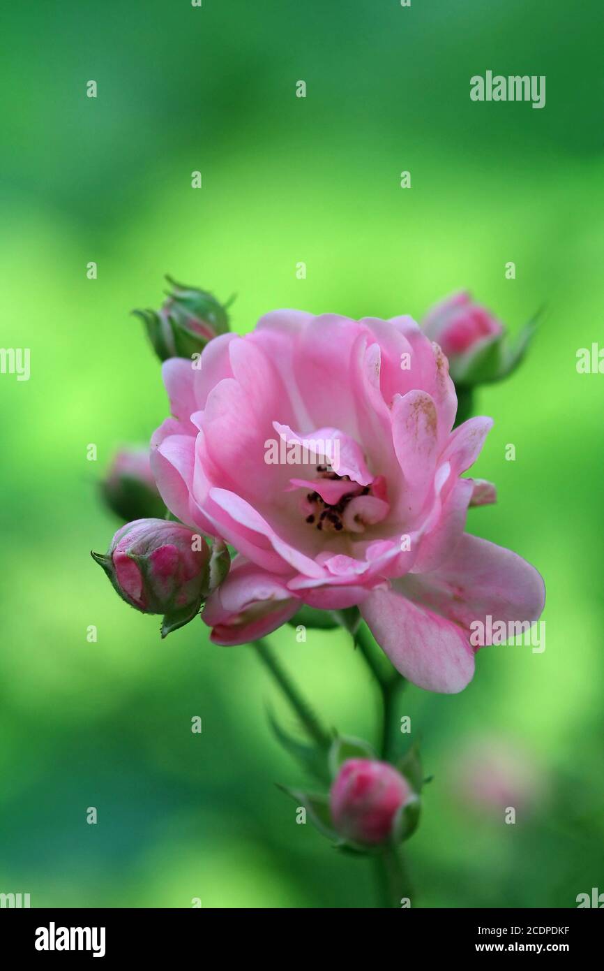 little rose, the fairy Stock Photo - Alamy