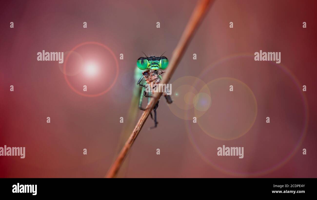 cute green damselfly eating some small insect on a branch, slim and ...