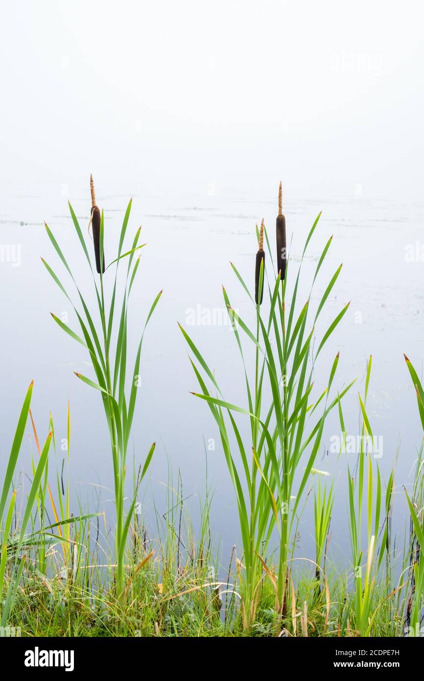 Bulrush plants hi-res stock photography and images - Alamy