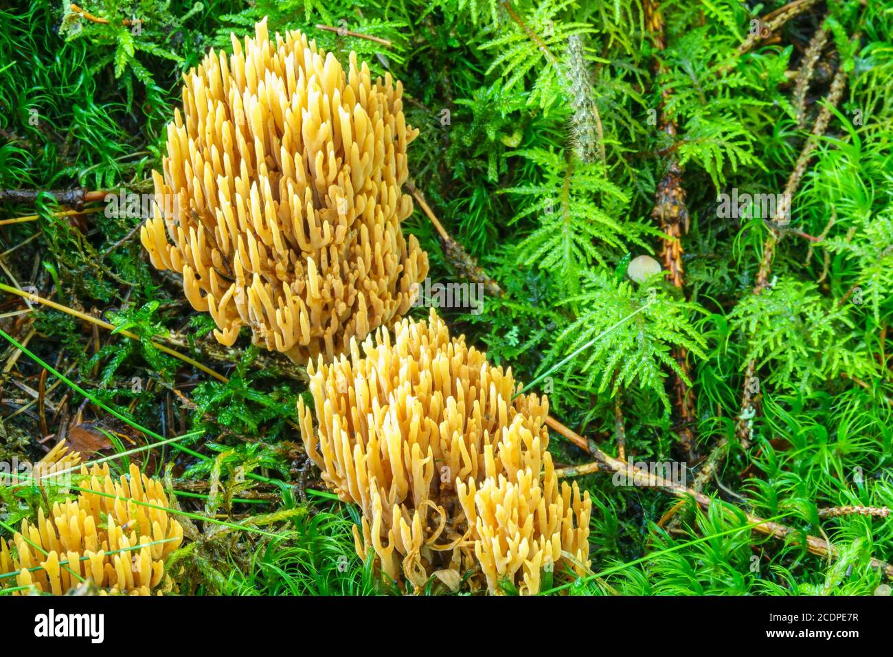 Coral fungi growing in green moss Stock Photo - Alamy