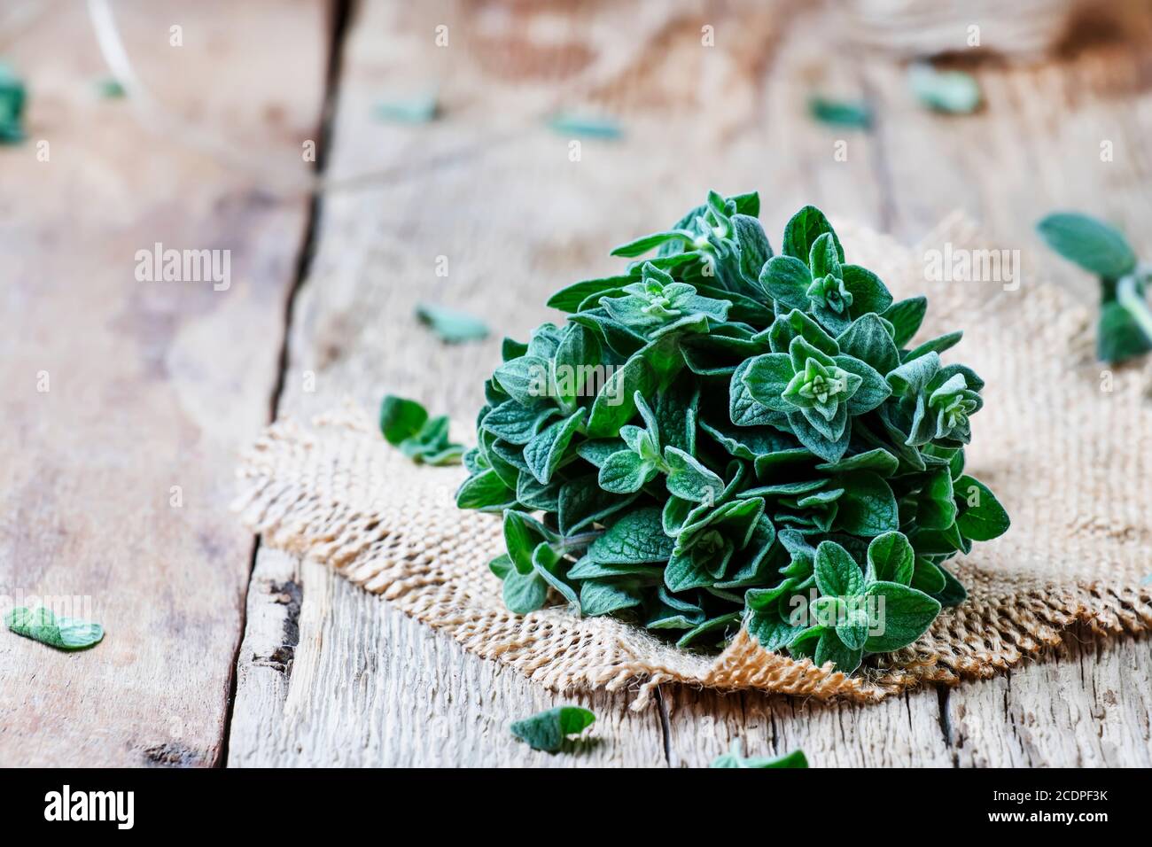 Fresh green oregano or Origanum vulgare in a beam, vintage wood ...