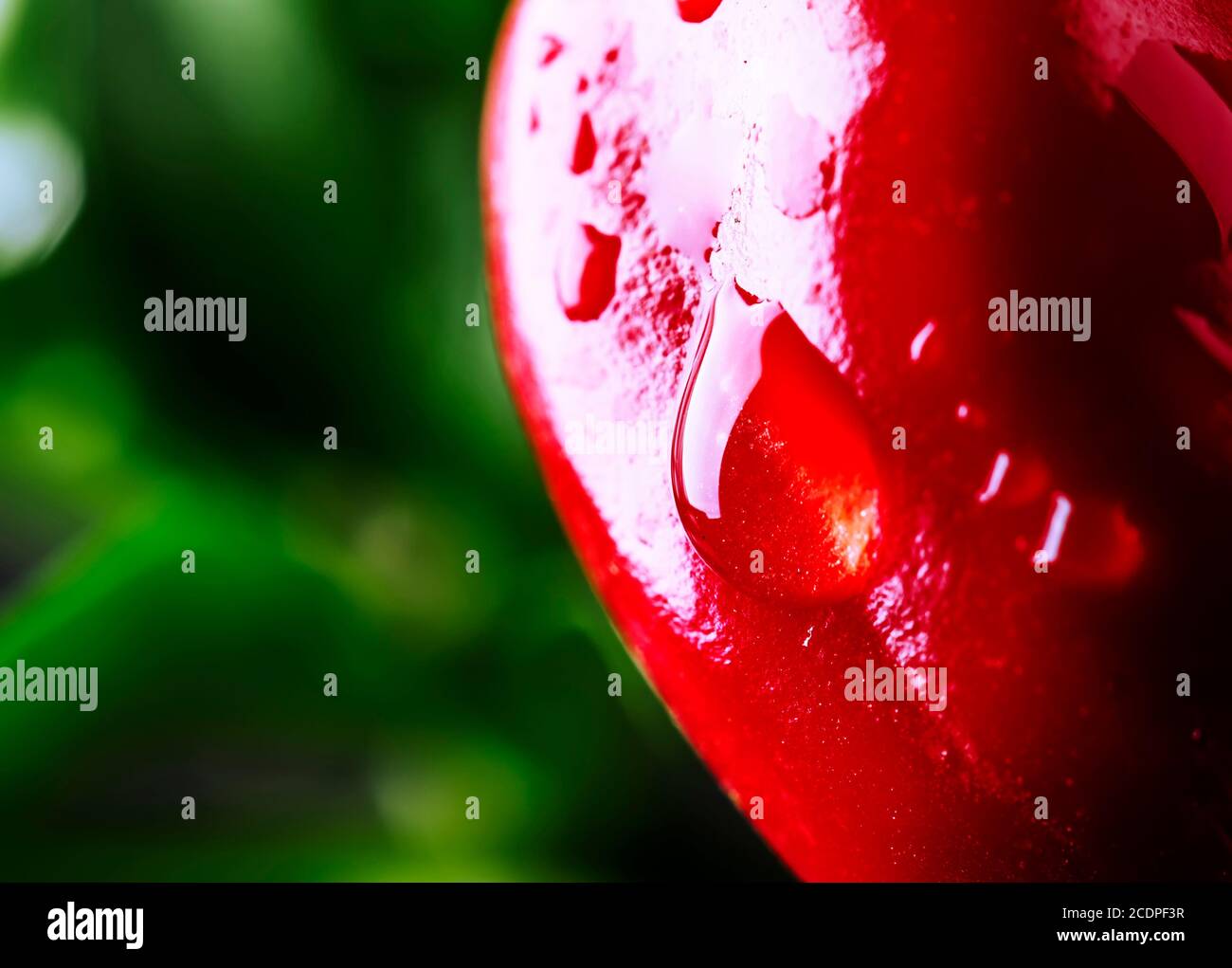 Hot red pepper on a bush with dew drops, natural background, macro shot ...