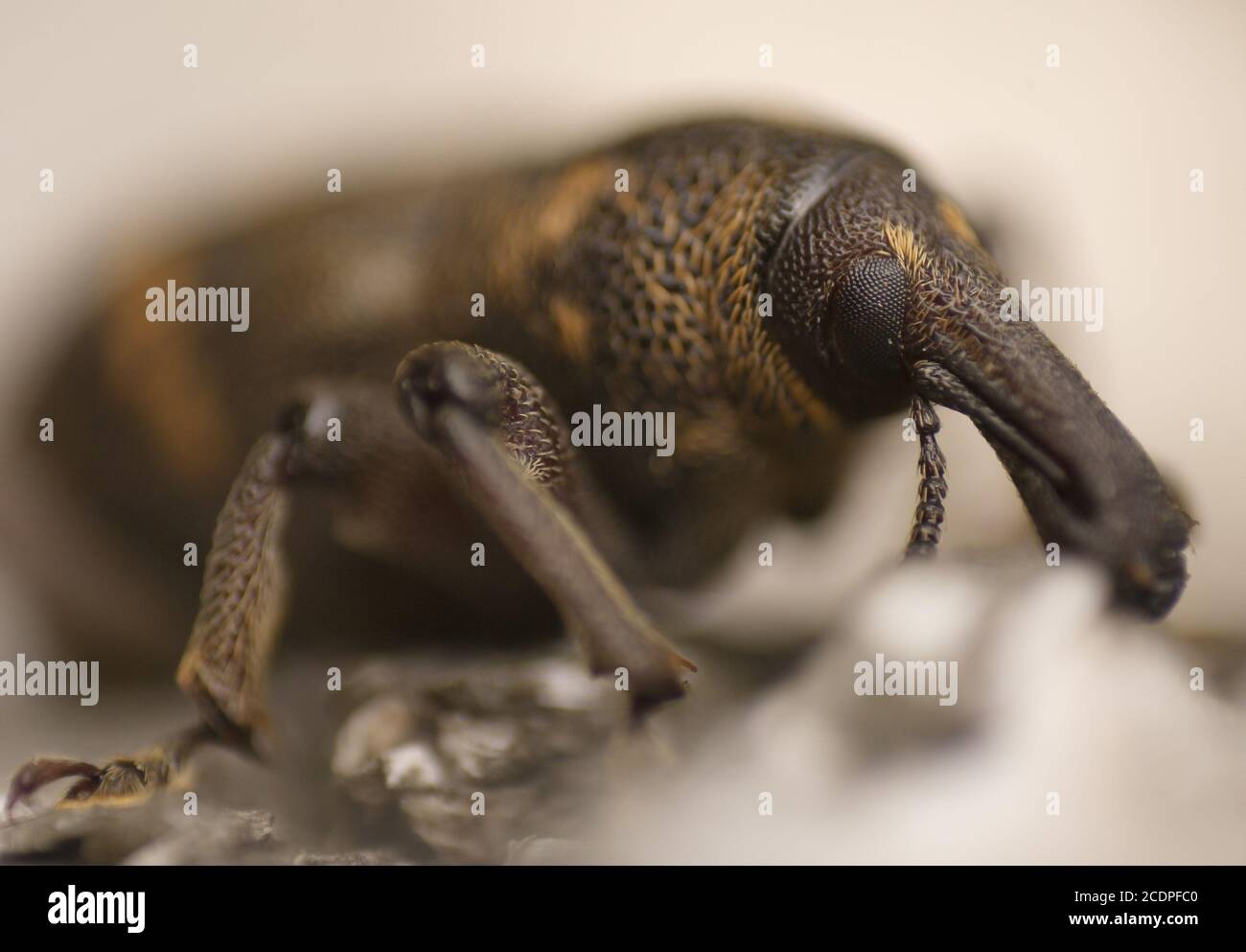 Weevil beetle in nature hi-res stock photography and images - Alamy