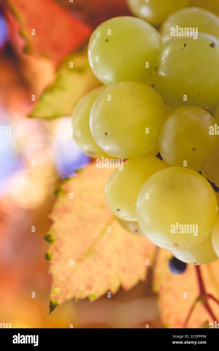 Fresh green grapes close up Stock Photo - Alamy