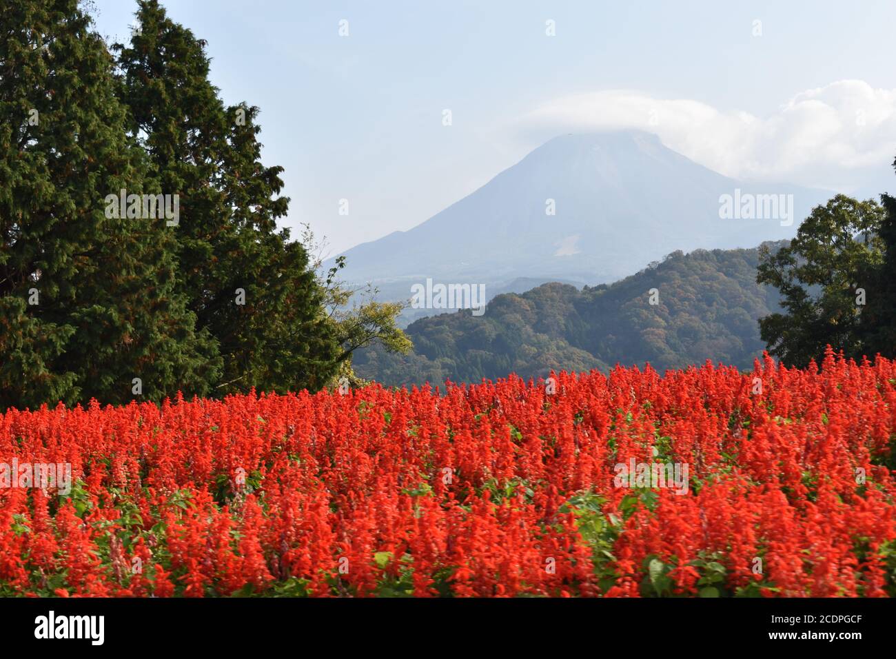 Tottori hanakairo flower park hi-res stock photography and images - Alamy