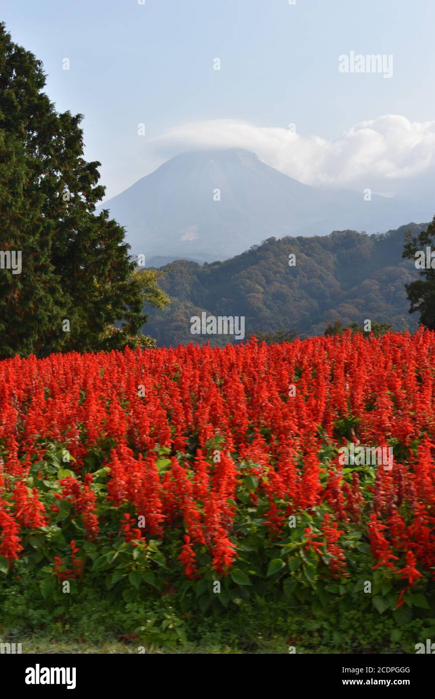 nd Mountain, Tottori Hanakairo Flower Park, Japan Stock Photo - Alamy