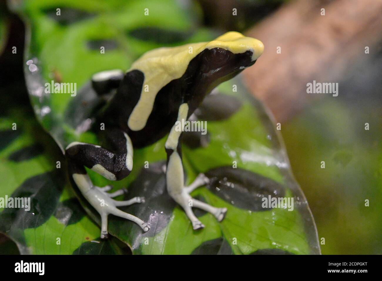 A dyeing dart frog, dyeing poison dart frog, tinc, (Dendrobates ...