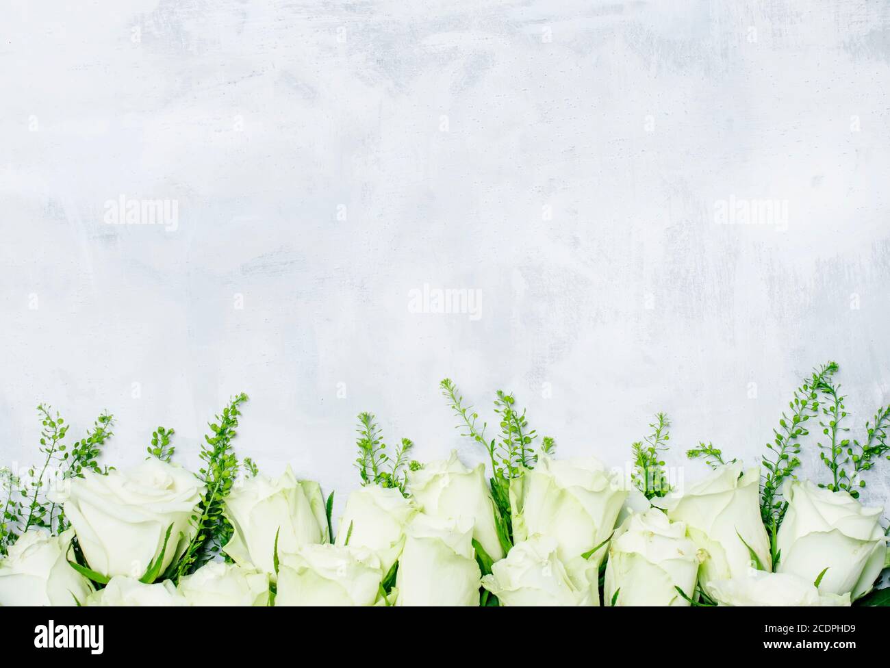 Spring white roses, gray background, top view Stock Photo - Alamy