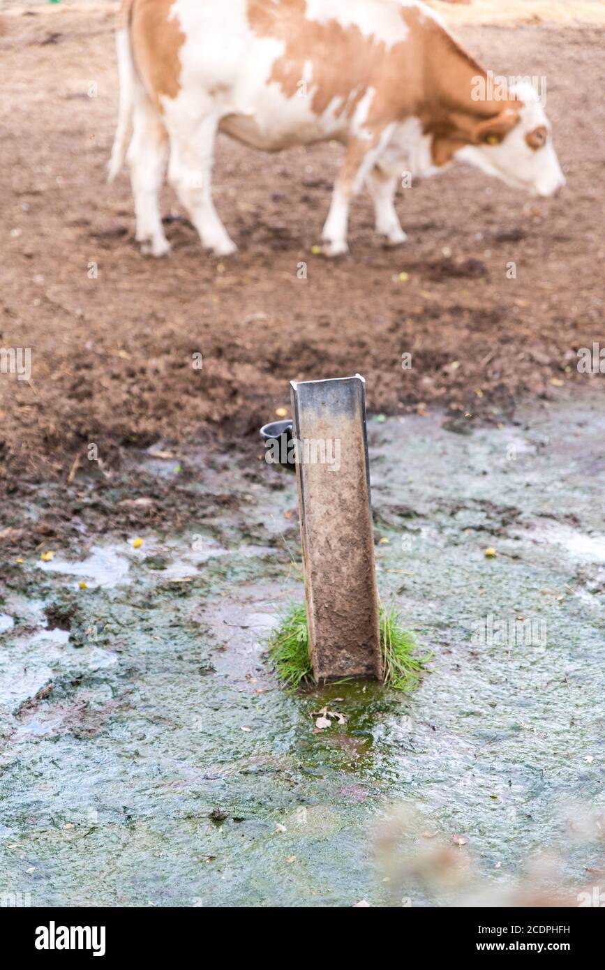 automatic drinking trough in deep mud on cow pasture Stock Photo - Alamy
