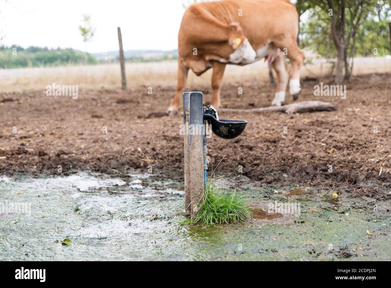 automatic drinking trough in deep mud on cow pasture Stock Photo - Alamy