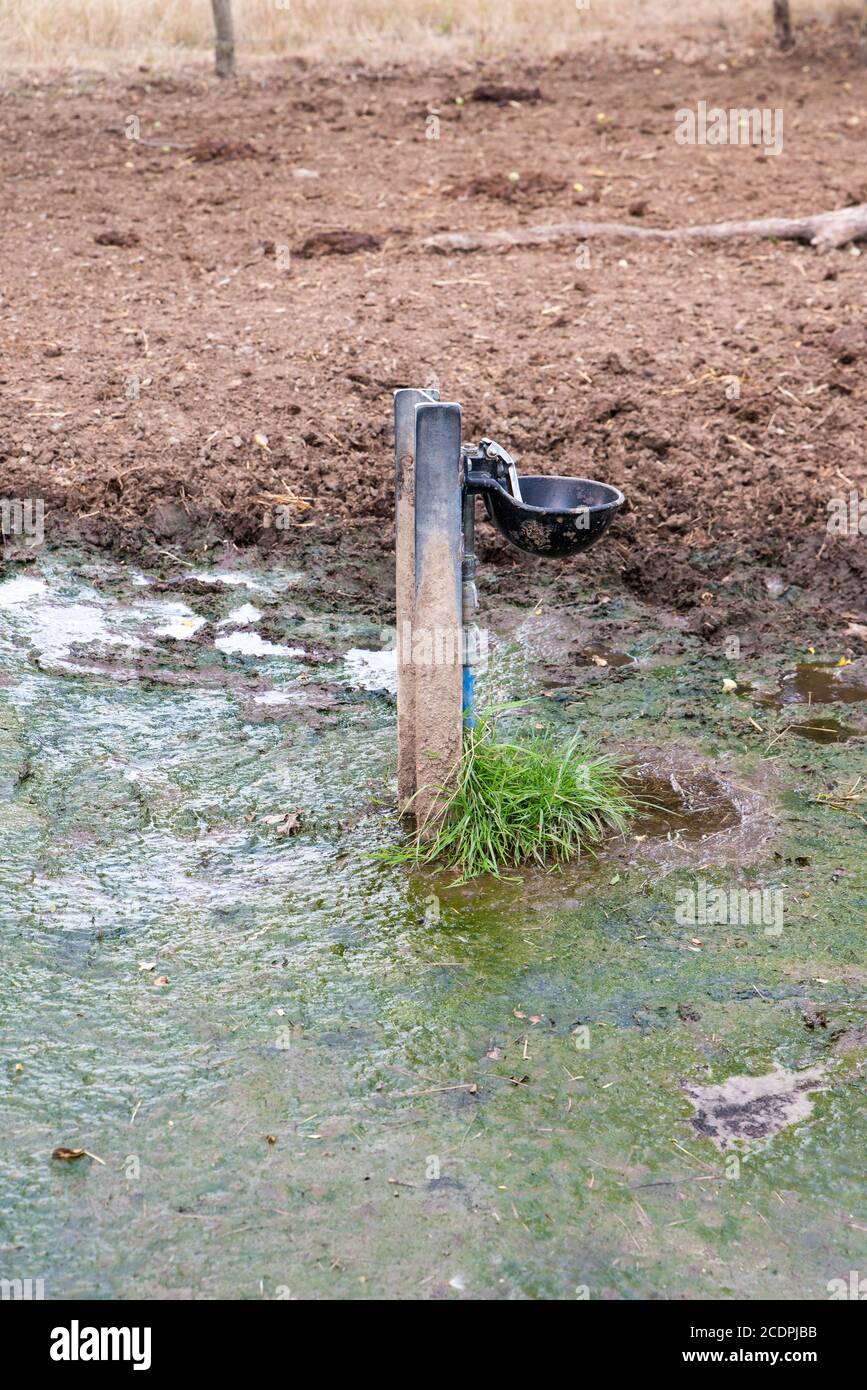 automatic drinking trough in deep mud on cow pasture Stock Photo - Alamy