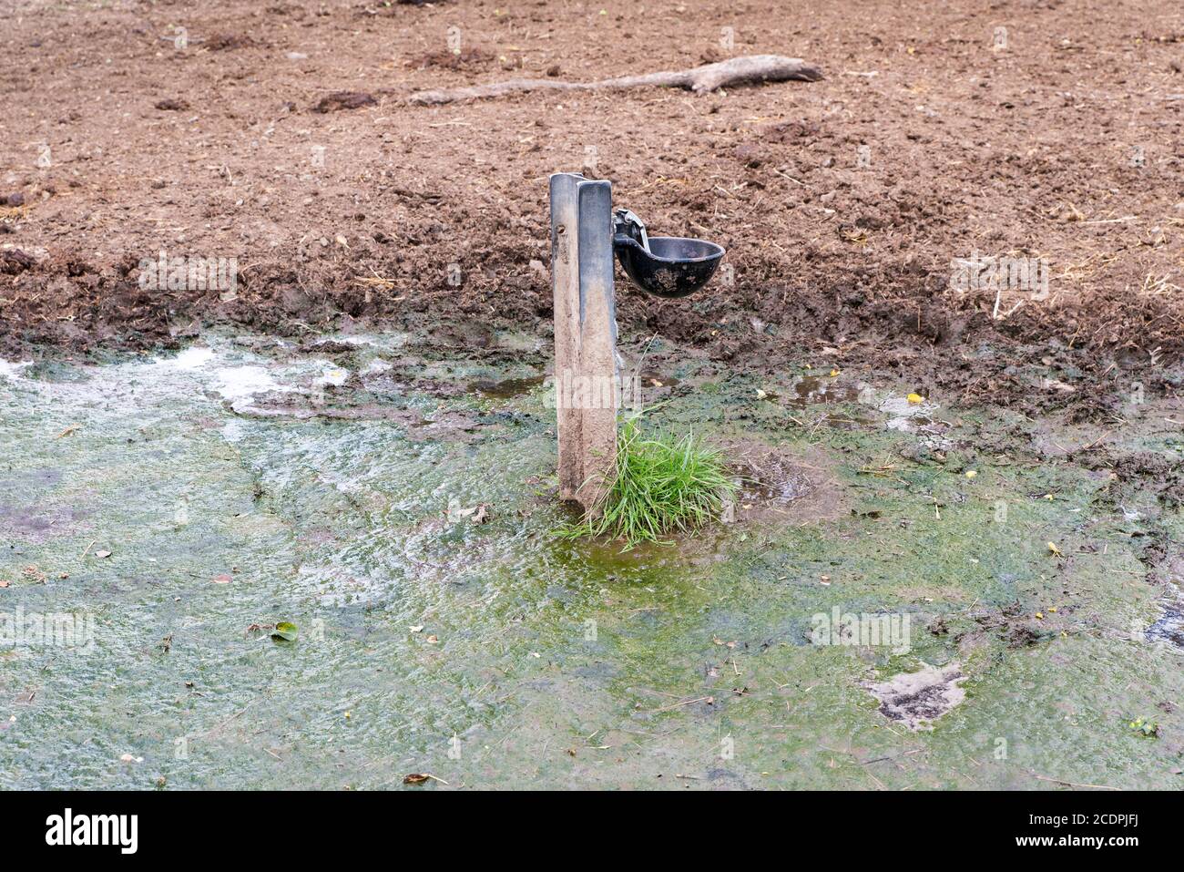 Automatic trough hi-res stock photography and images - Alamy