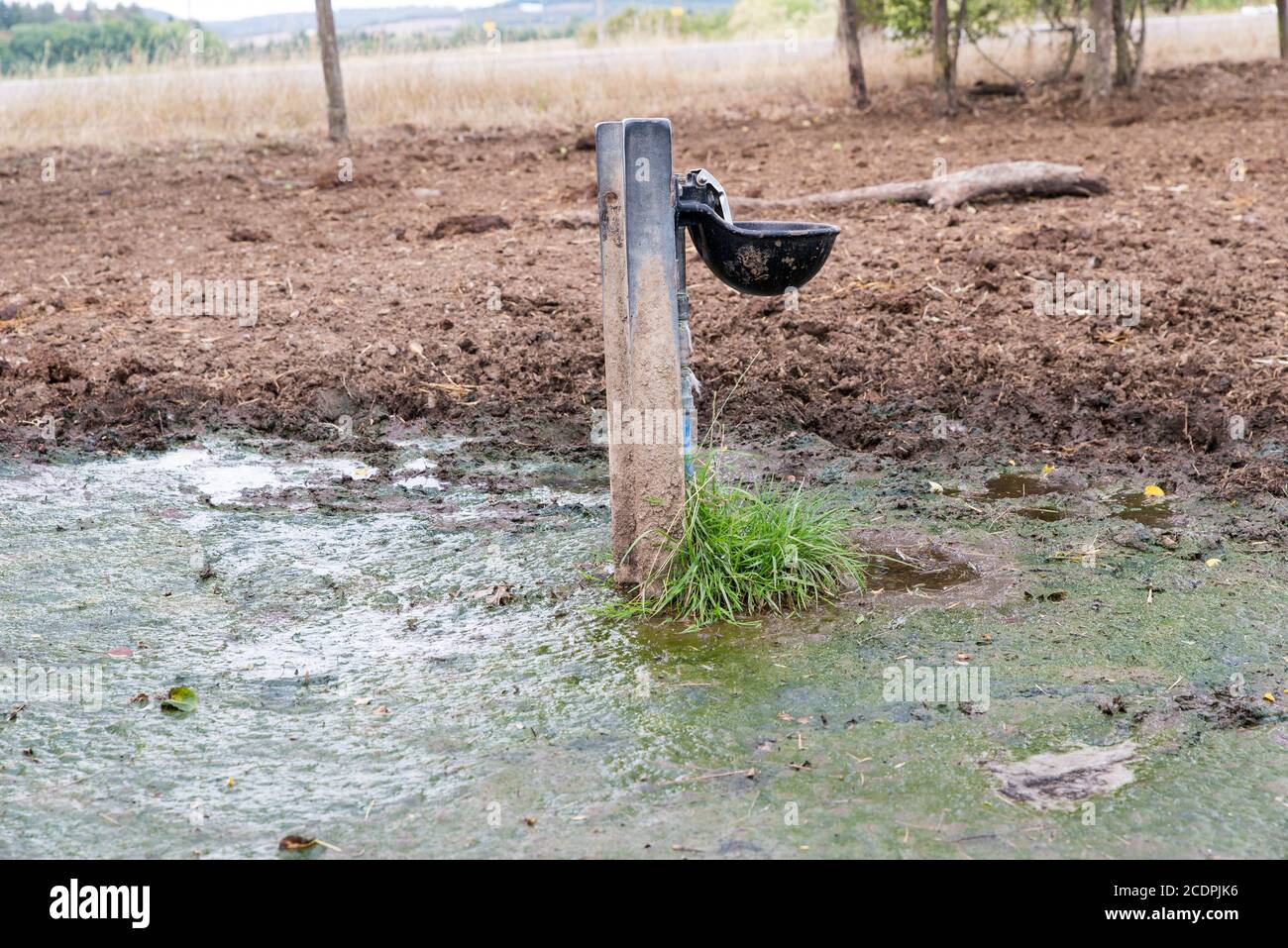 automatic drinking trough in deep mud on cow pasture Stock Photo - Alamy