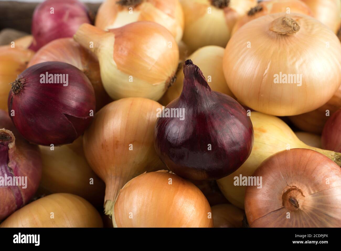Collecting onions of different varieties: yellow, red and pink Stock ...