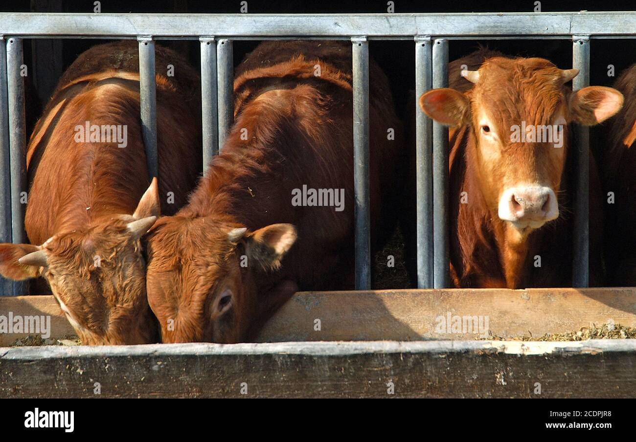 cattle in the open byre Stock Photo - Alamy