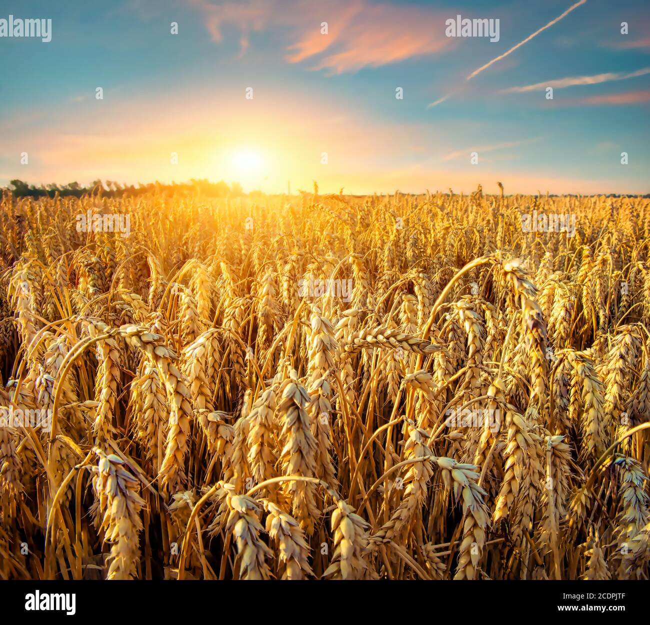 Golden wheat field under beautiful sunset sky Stock Photo - Alamy