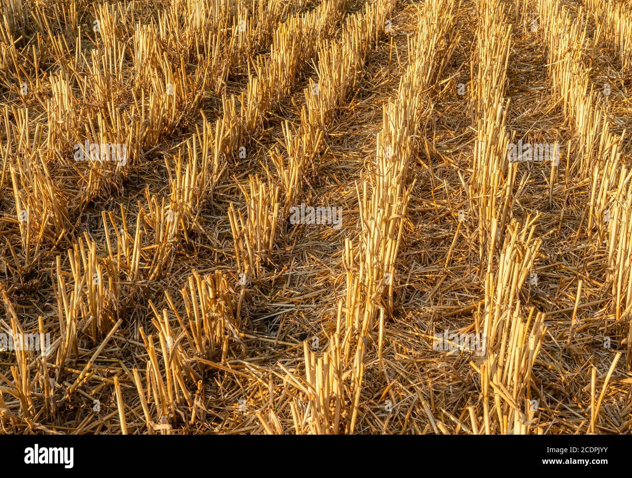 The stubble of the wheat field is harvested Stock Photo - Alamy