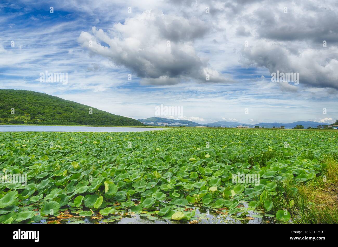 Large Group of Lotus Flowers Stock Photo - Alamy