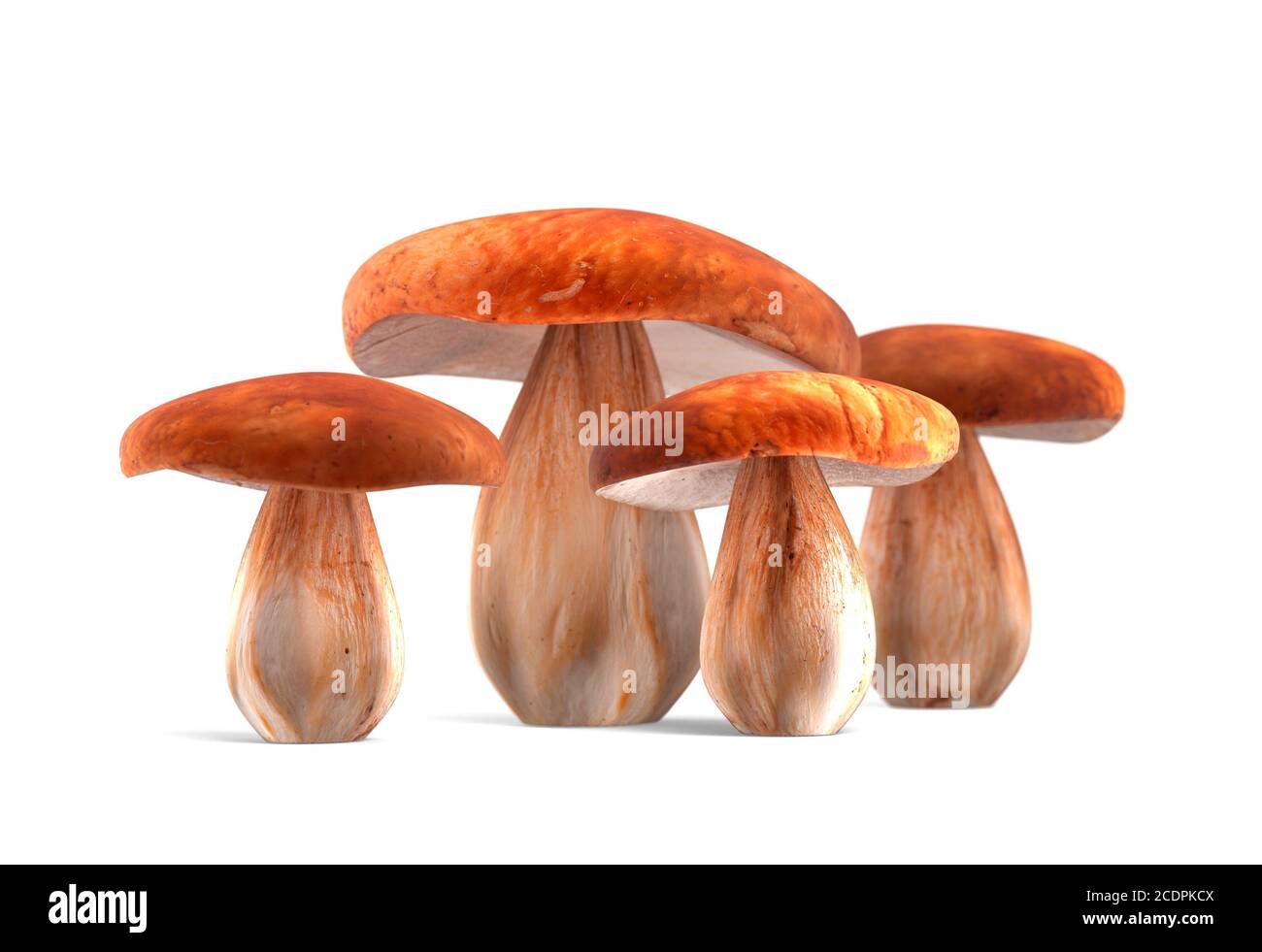 Four ceps hi-res stock photography and images - Alamy