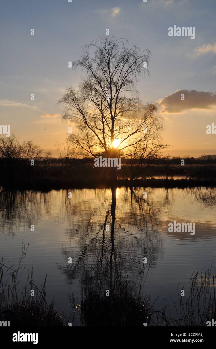 Reinheimer pond, evening Stock Photo - Alamy