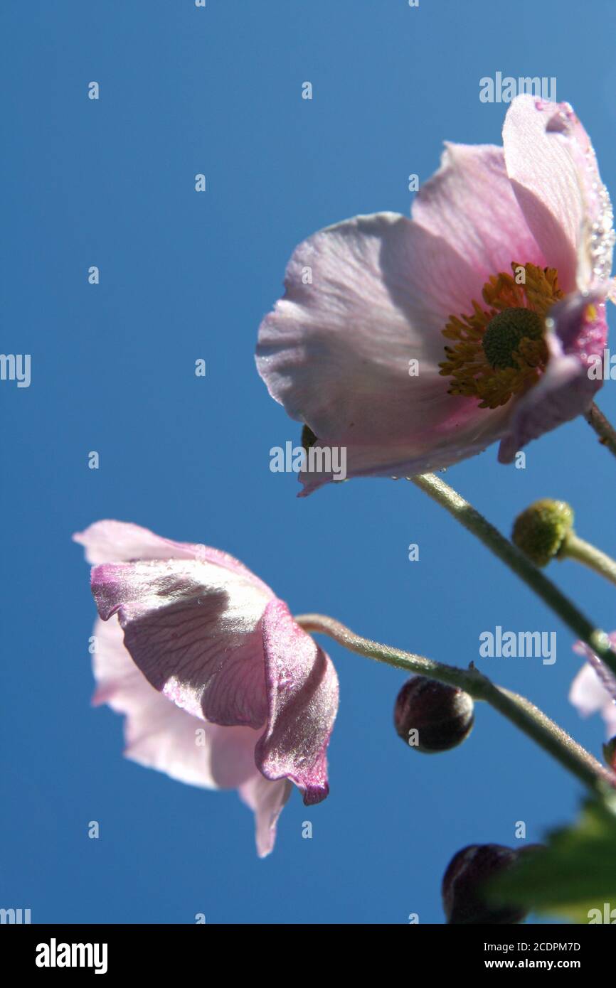 autumn anemones,anemone hupehensis Stock Photo - Alamy