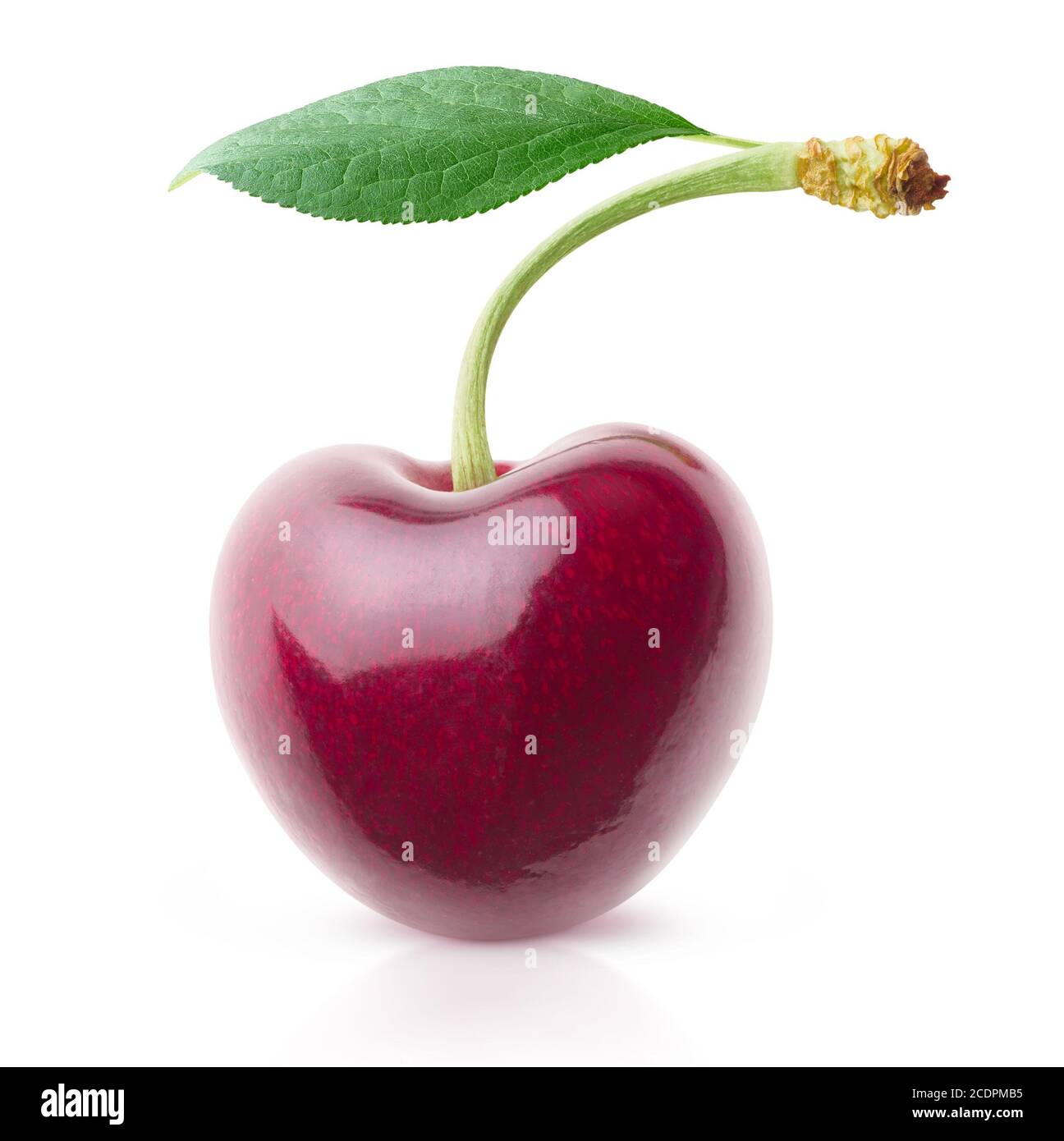 Isolated cherry. One sweet cherry with short stem and leaf isolated on ...