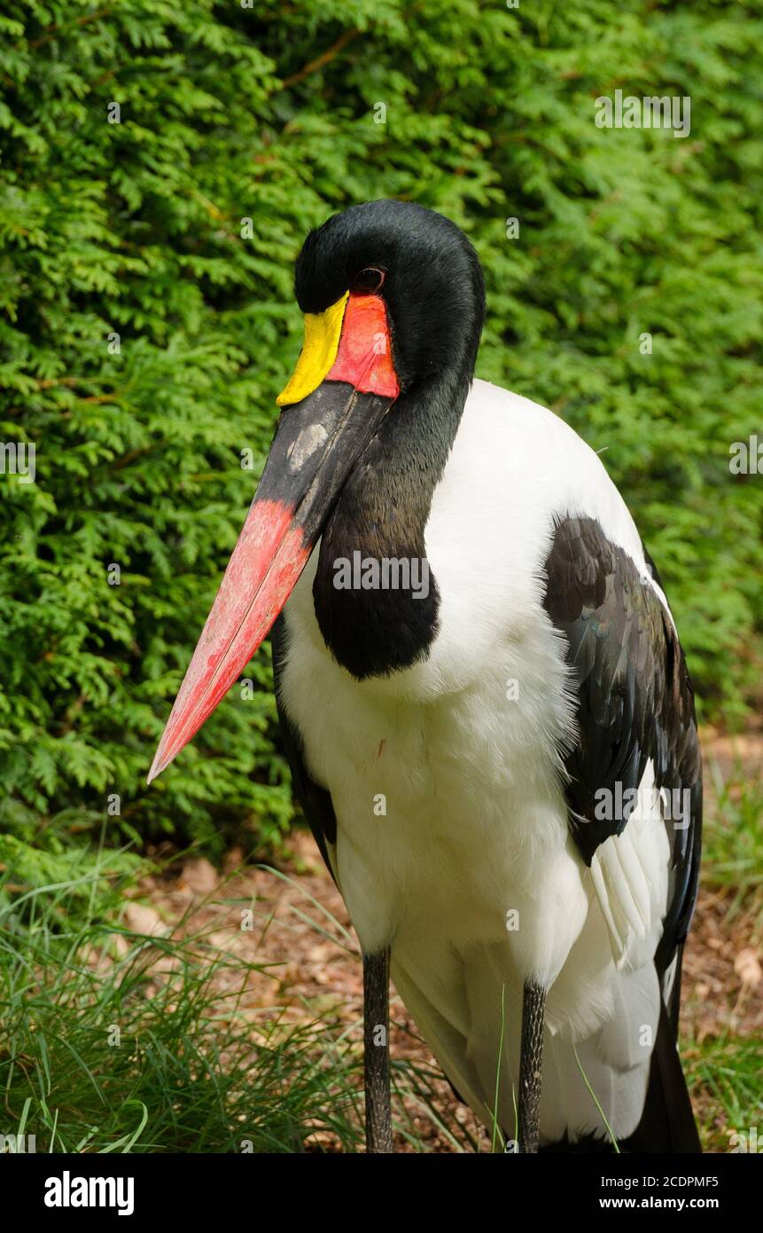 Stork portraits hi-res stock photography and images - Alamy