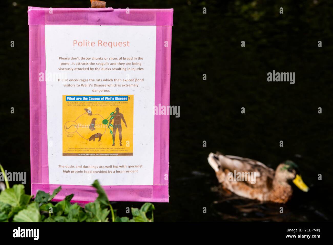 Polite request not to feed bread to the ducks in a duck pond in Great ...