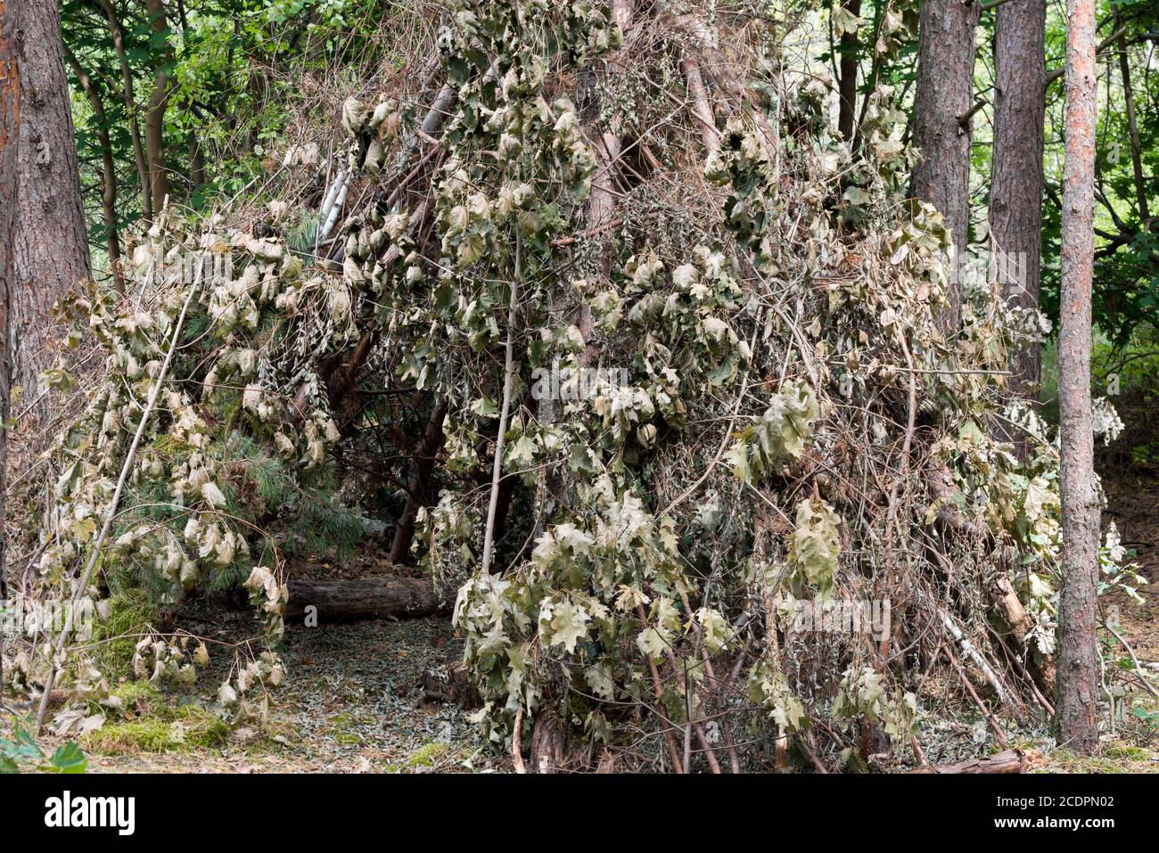 hut made of tree branches in summer forest Stock Photo - Alamy