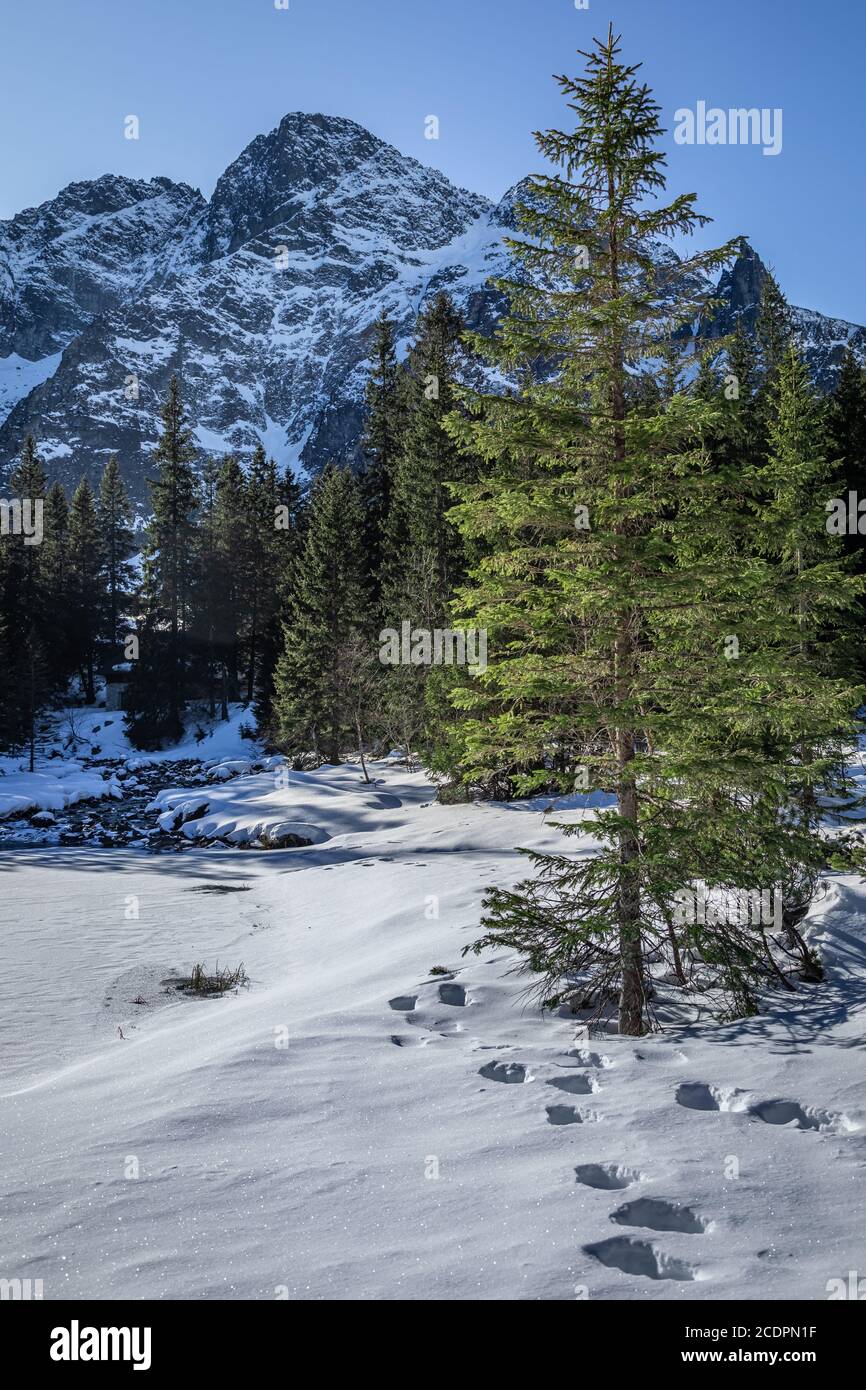 Frozen pond in polish hi-res stock photography and images - Alamy