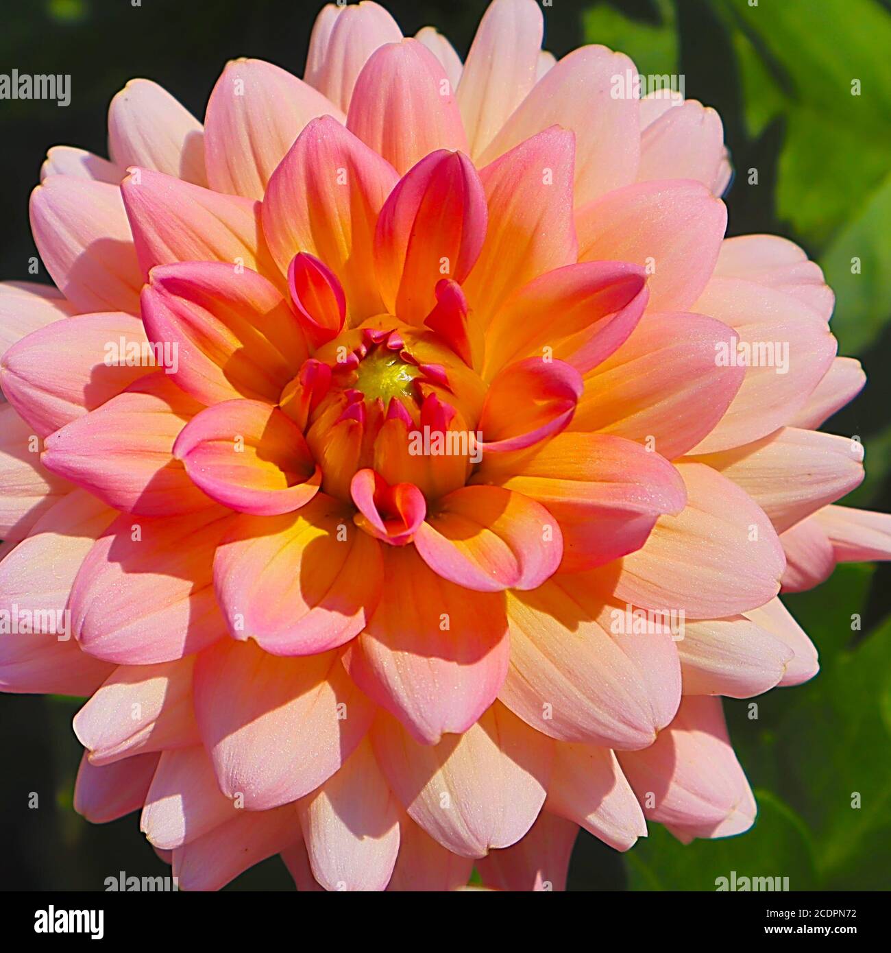 Plants with macro photographic representation of flowers Stock Photo ...