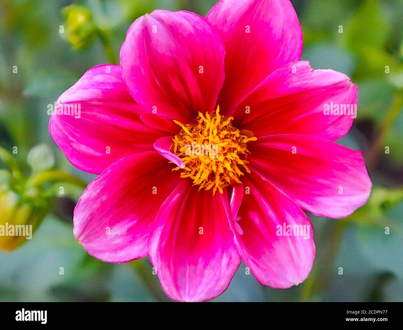 Plants with macro photographic representation of flowers Stock Photo ...