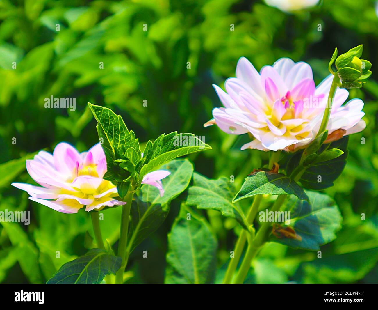 Plants with macro photographic representation of flowers Stock Photo ...